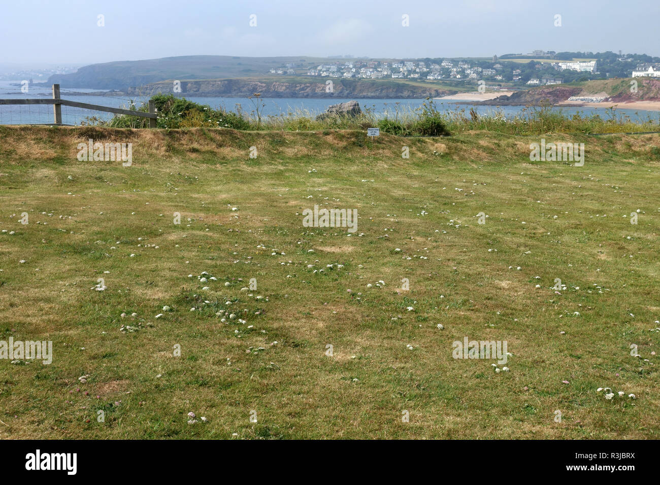 Wild Carrot Uk High Resolution Stock Photography and Images - Alamy