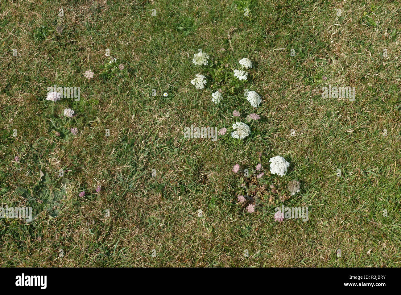 Wild sea carrot, Daucus carota ssp. gummifer, flowering weed in a ...