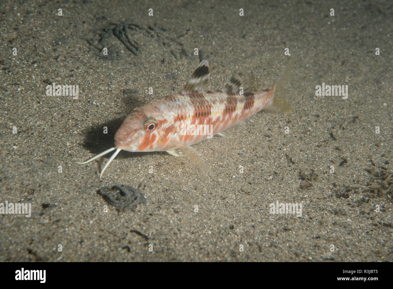 Channel Mullet High Resolution Stock Photography and Images - Alamy