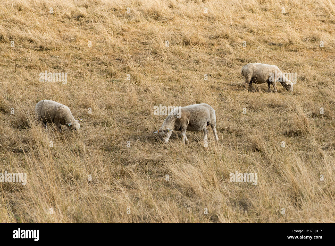 Mule sheep grazing on arid pasture during a long dry summer drought ...