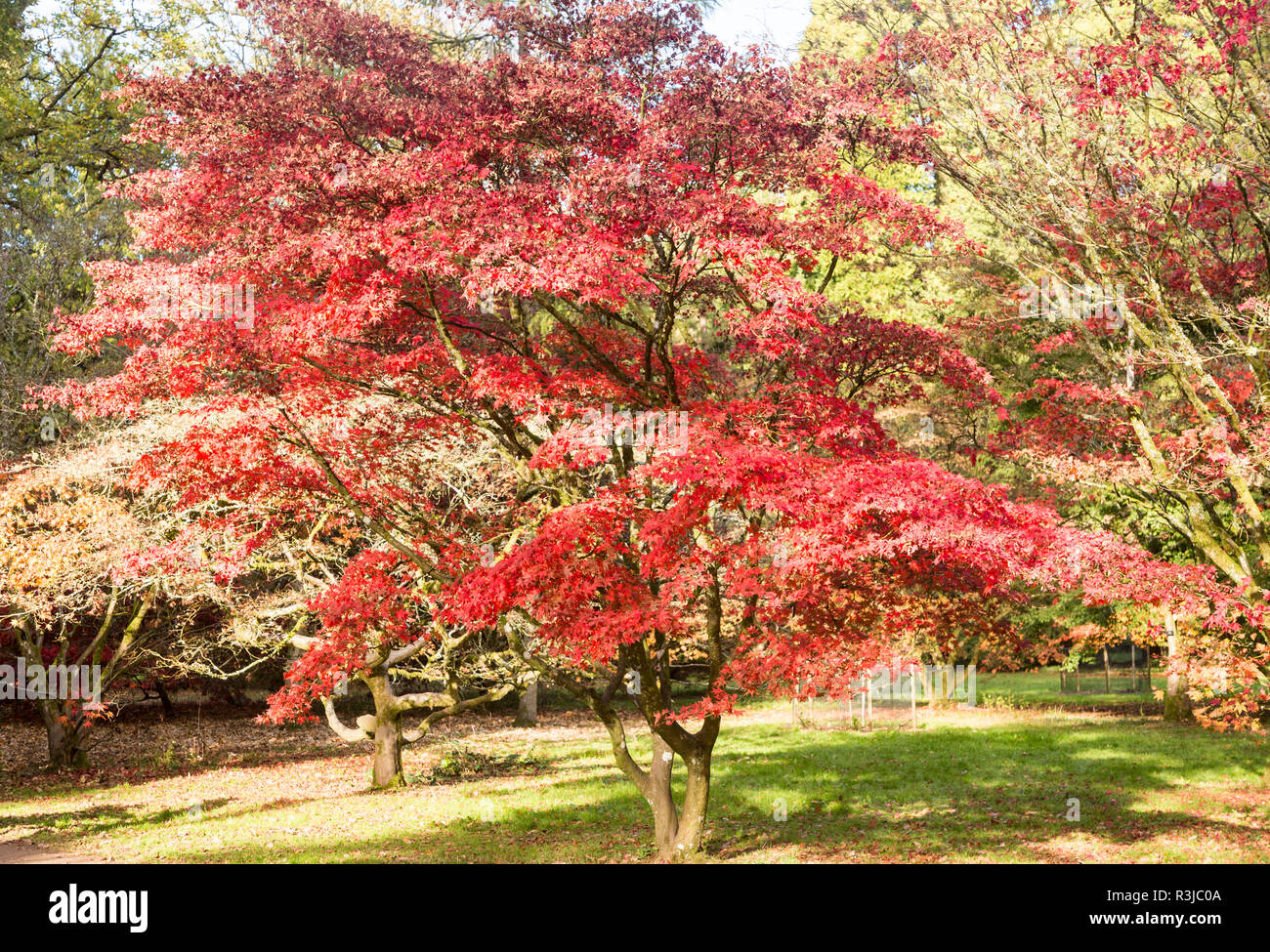 Japanese maple tree in autumn colour, Acer Palmatum, National arboretum ...