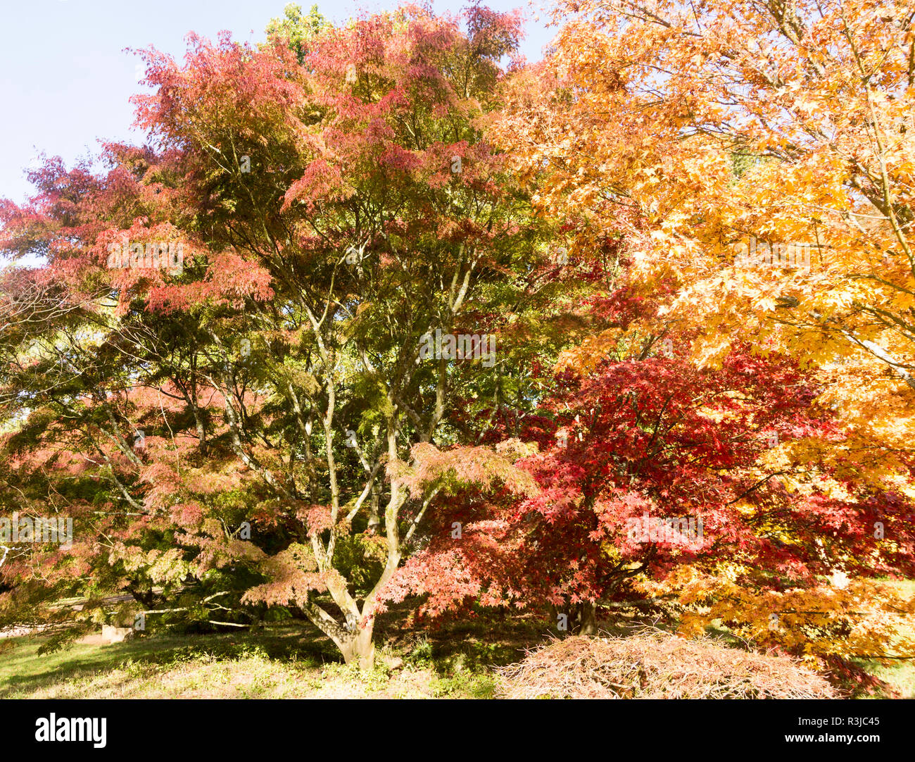 Acer palmatum osakazuki autumn fall hi-res stock photography and images ...