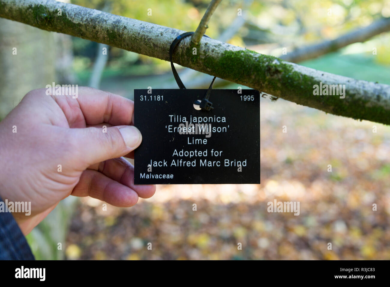 Tree species identification label, National arboretum, Westonbirt ...