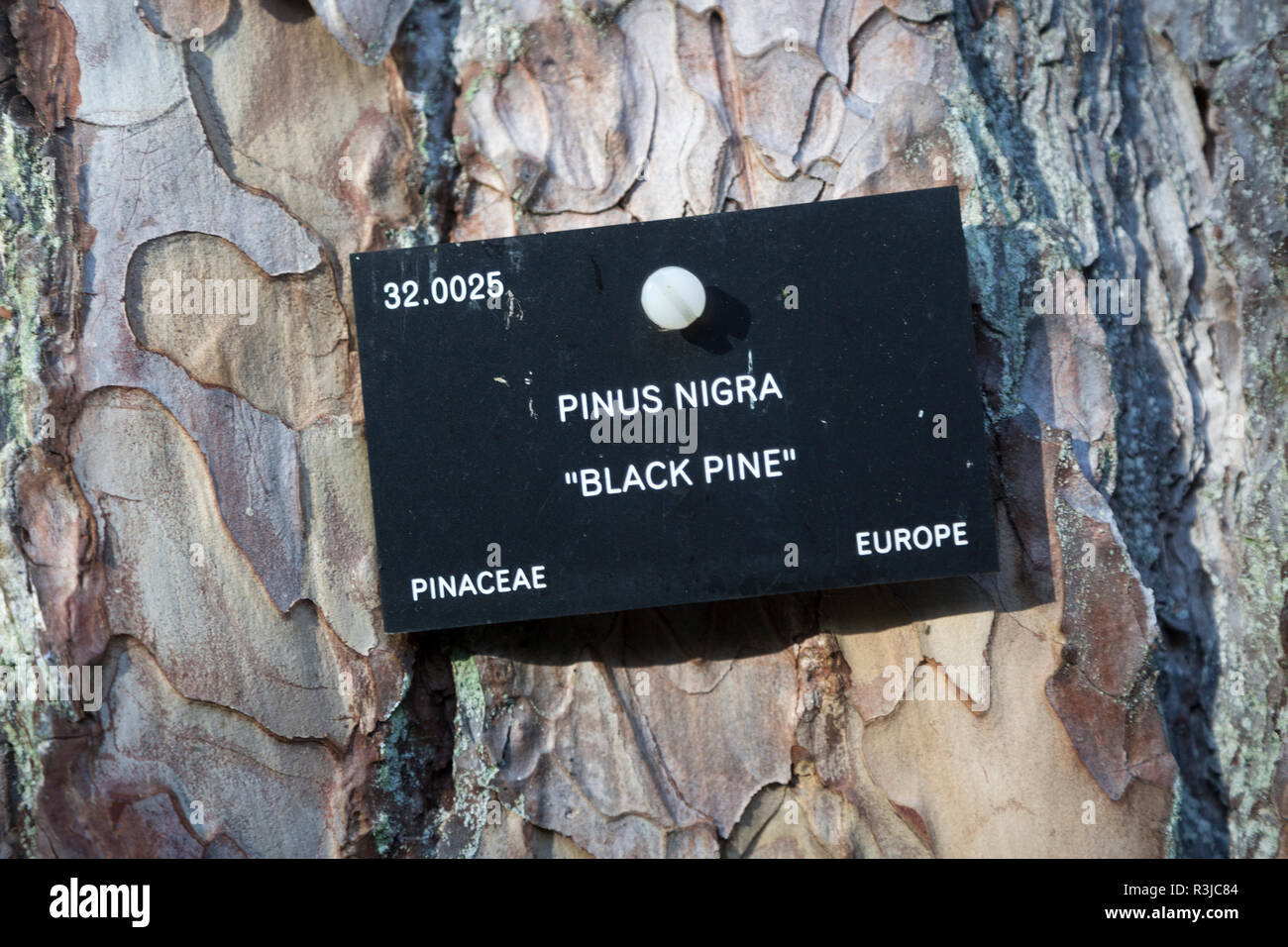 Tree species identification label, National arboretum, Westonbirt ...