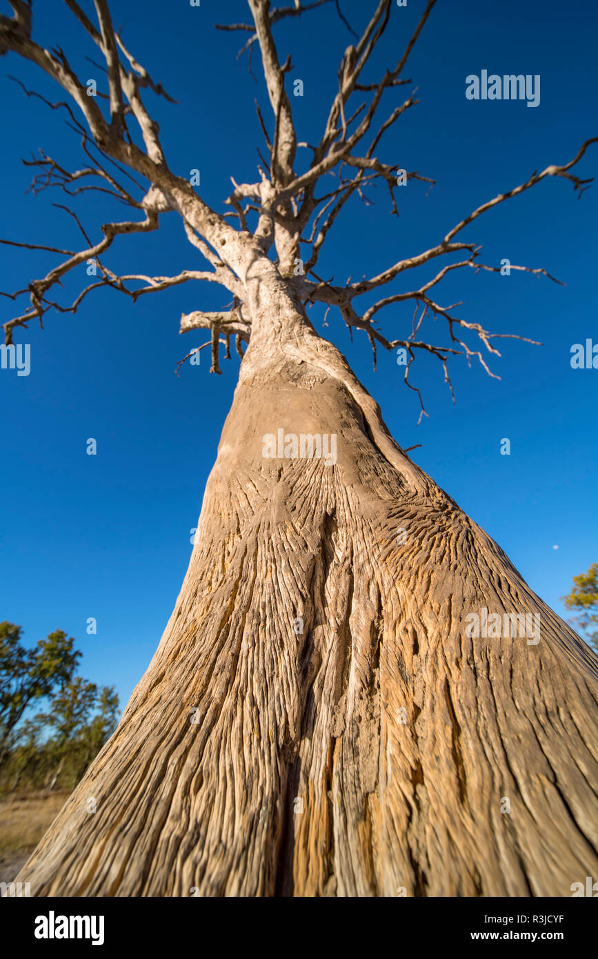 Leadwood tree hi-res stock photography and images - Alamy