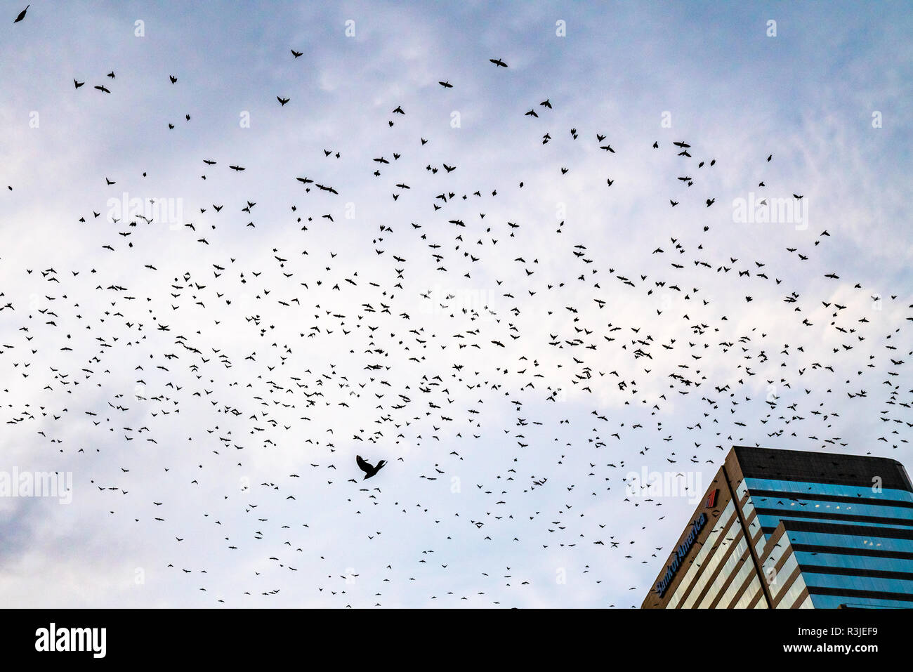 Miami, USA, 22 November 2018. A murmuration of birds fly over Miami ...