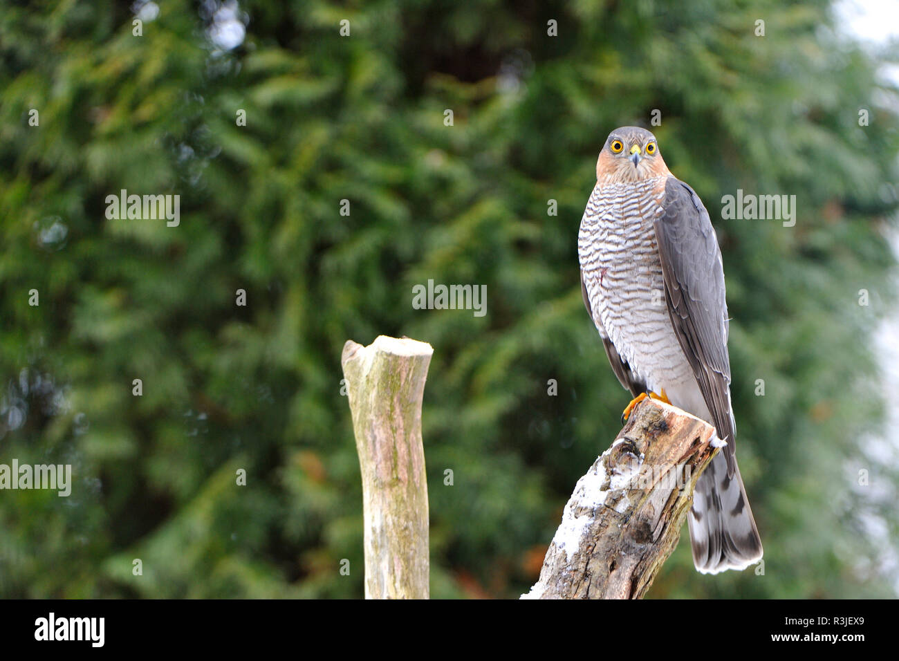 Manlier hi-res stock photography and images - Alamy