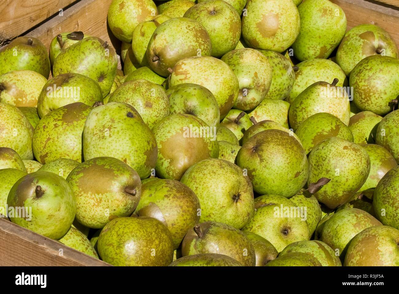 Multitude of pears hi-res stock photography and images - Alamy