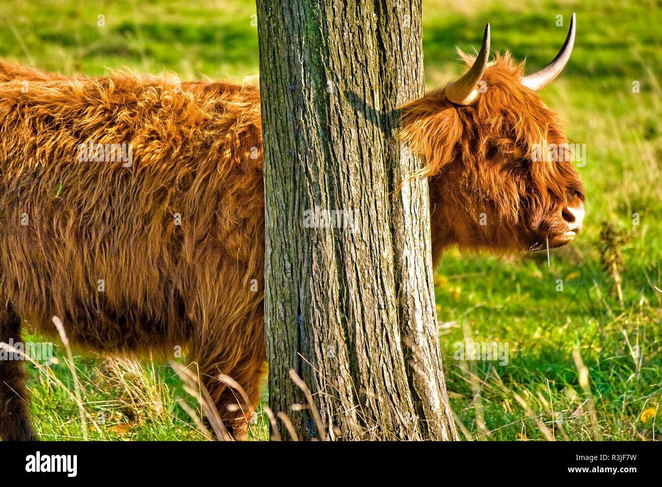 Horn of galloway cattle hi-res stock photography and images - Alamy