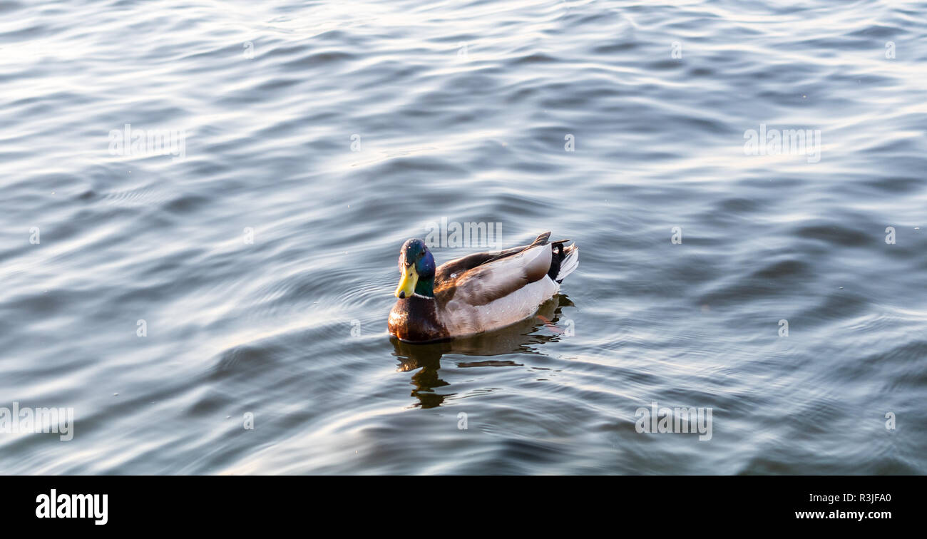 A center isolated photo of a fully plumed drake Florida Mallard duck ...