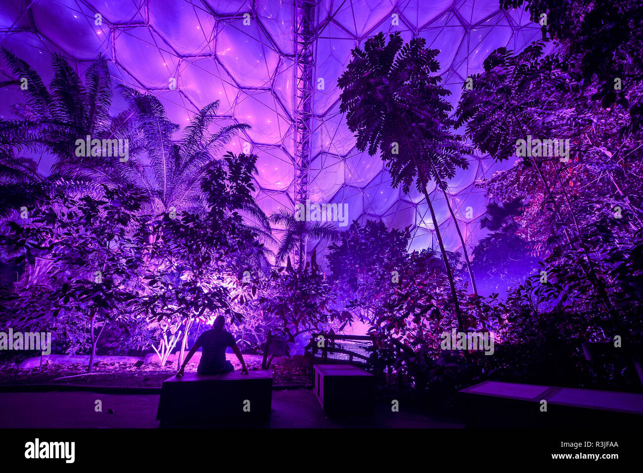 Trees and plants are illuminated in the Rainforest biome at Eden ...