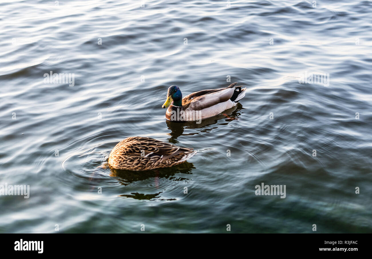 Mallard couple eating hi-res stock photography and images - Alamy