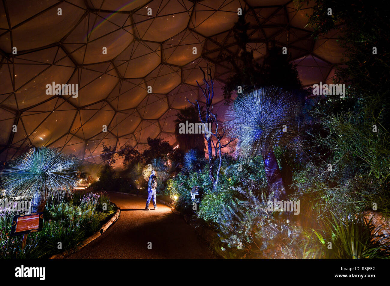 Trees and plants are illuminated in the Mediterranean biome at Eden ...