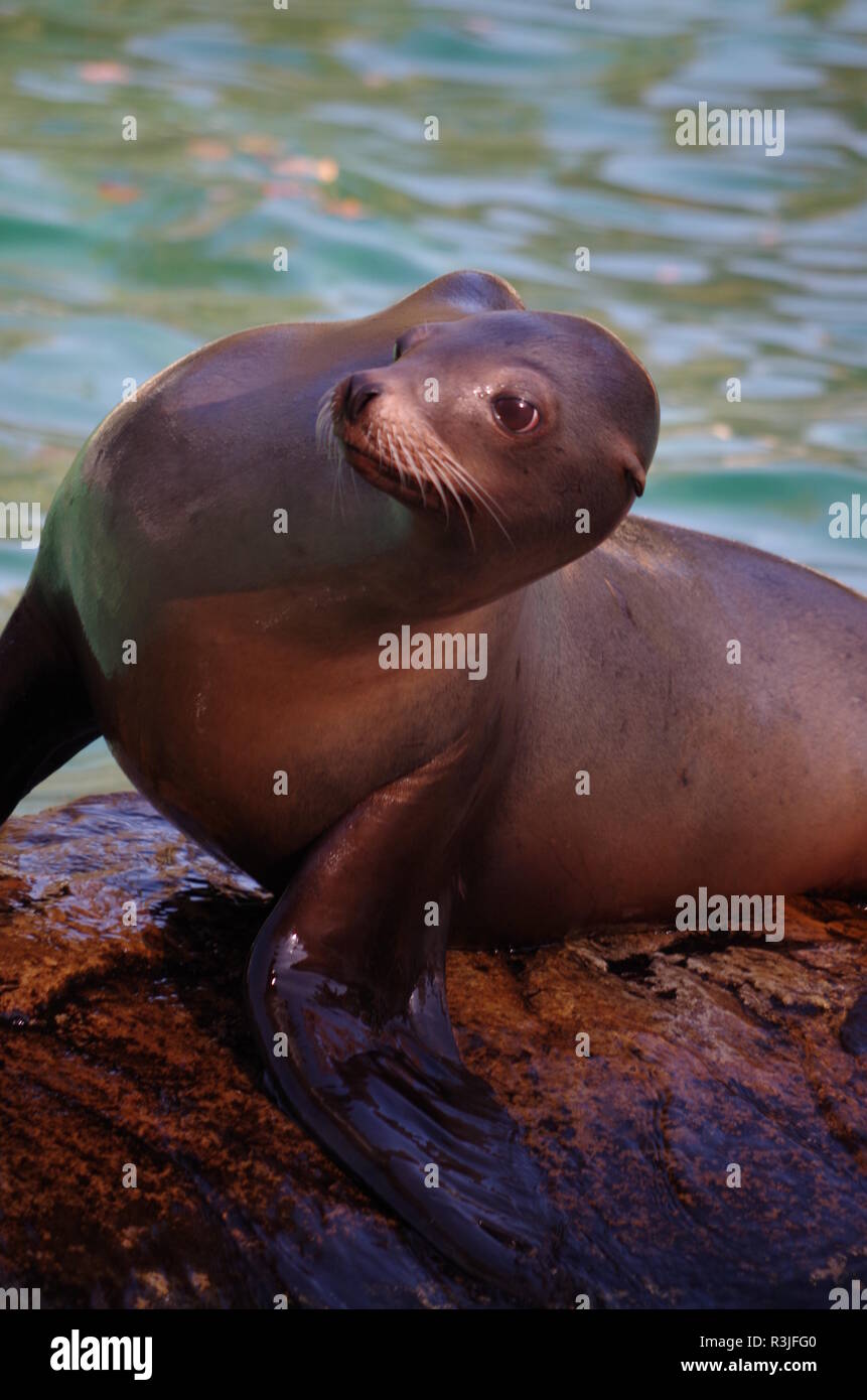 Seerobbe hi-res stock photography and images - Alamy