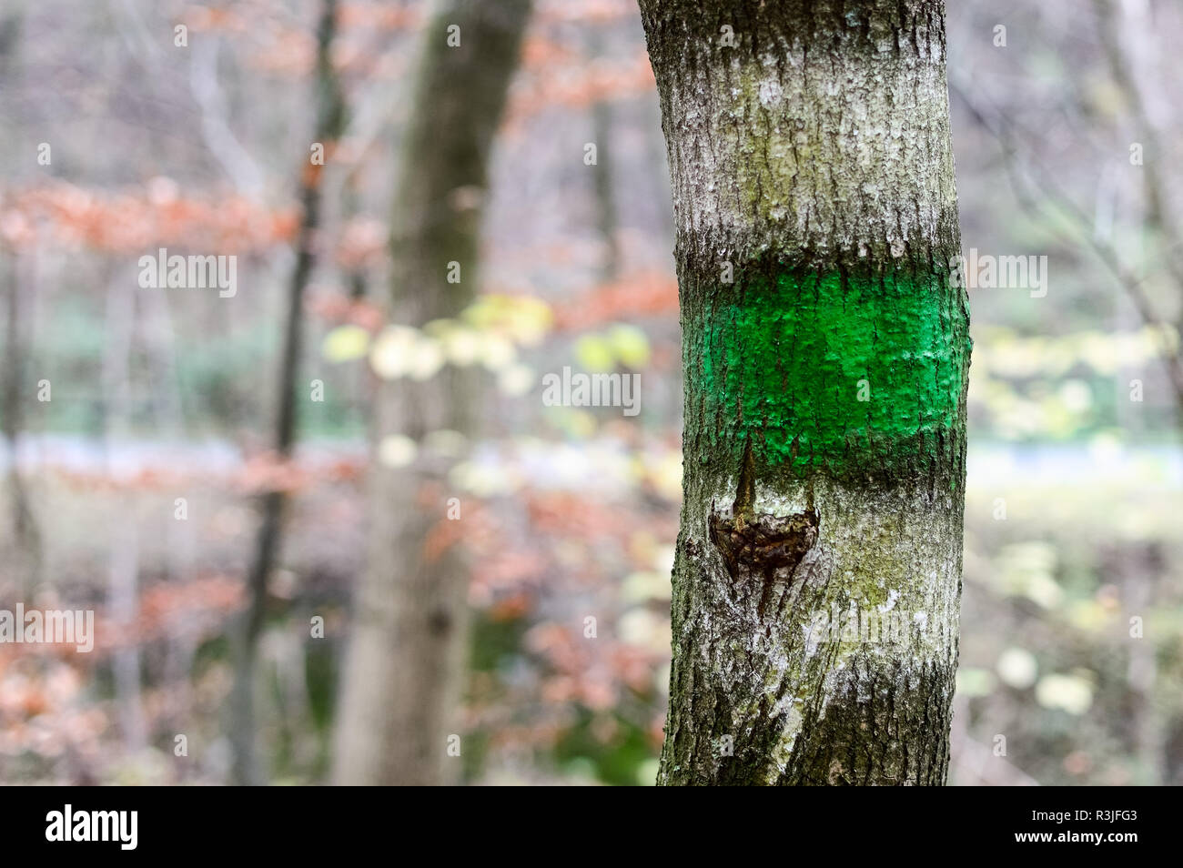 White blaze marking hi-res stock photography and images - Alamy