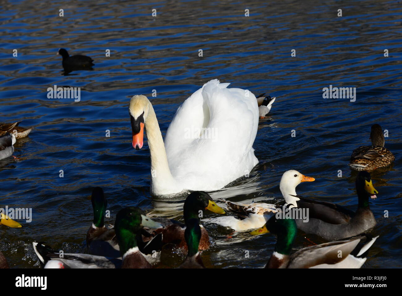Tribus swans hi-res stock photography and images - Alamy