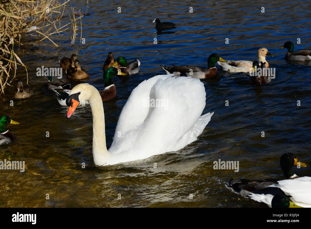 Tribus swans hi-res stock photography and images - Alamy