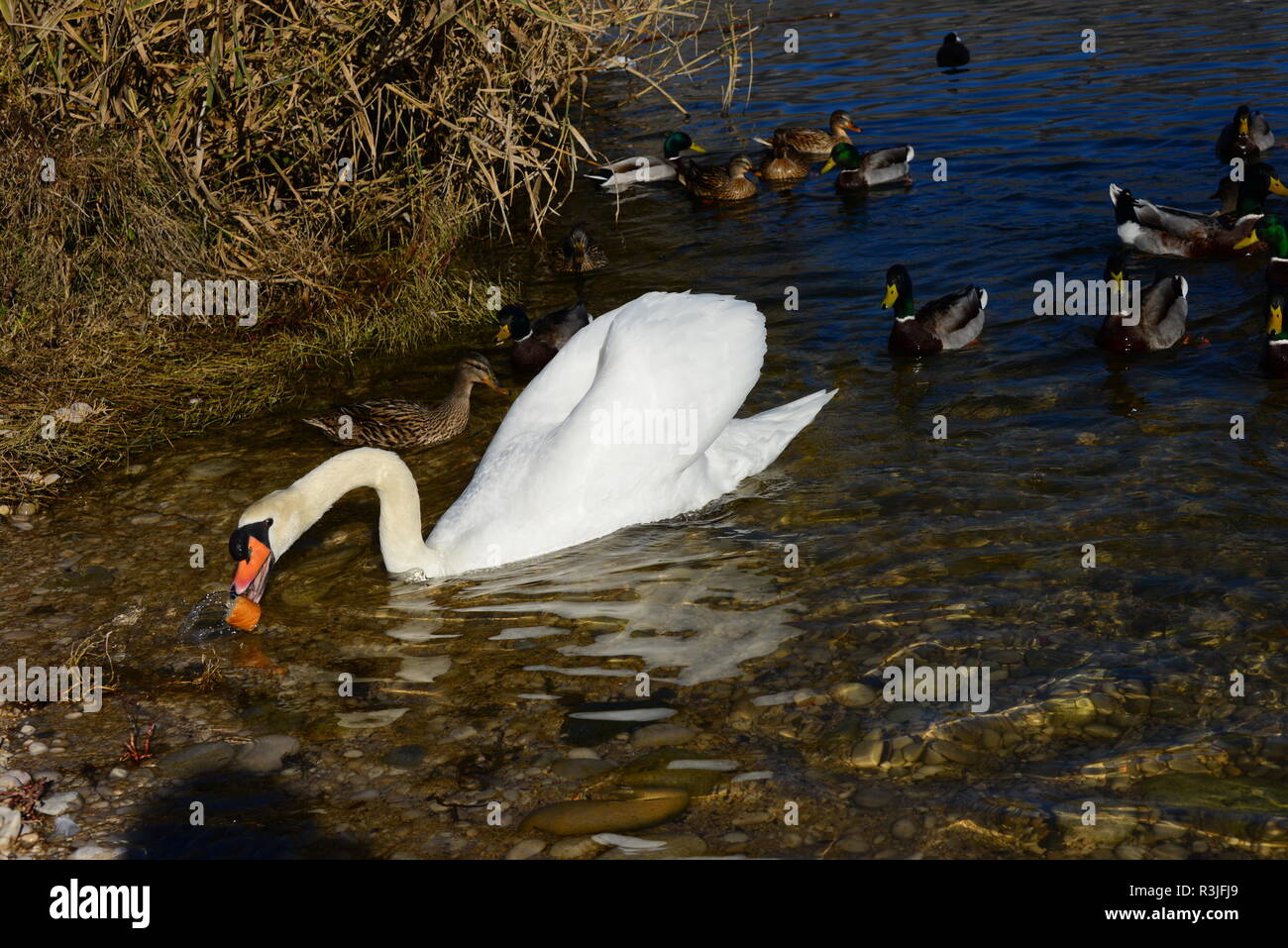 Tribus swans hi-res stock photography and images - Alamy