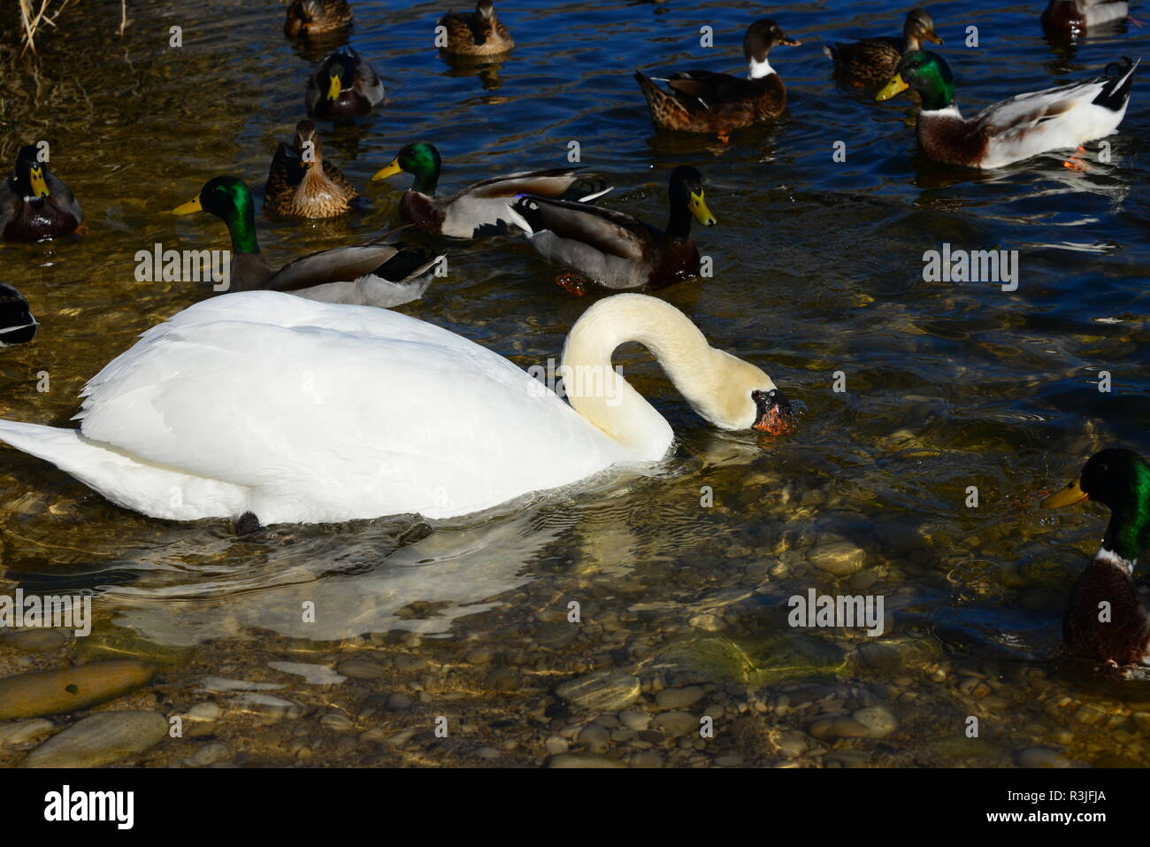 Tribus swans hi-res stock photography and images - Alamy