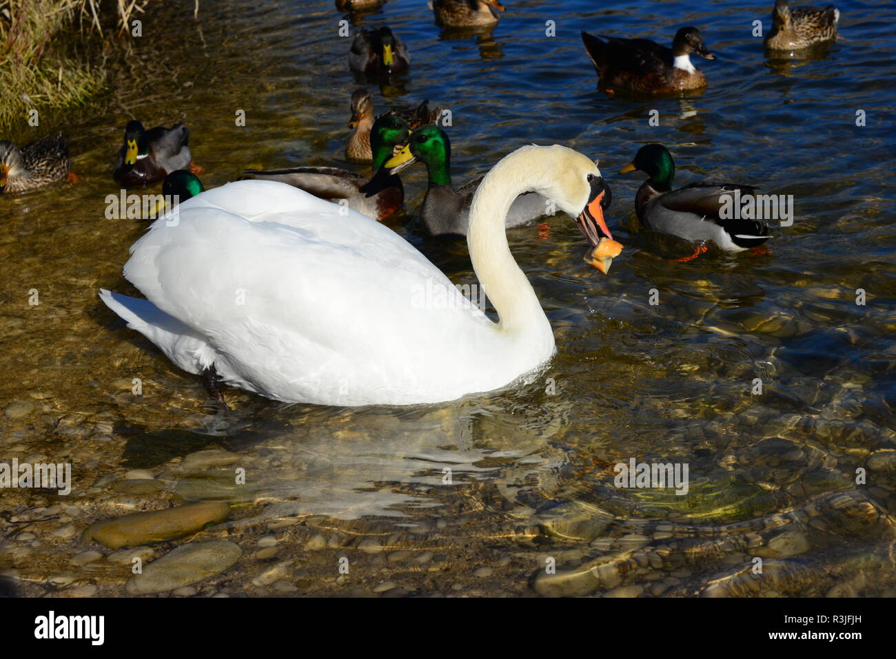 Tribus swans hi-res stock photography and images - Alamy