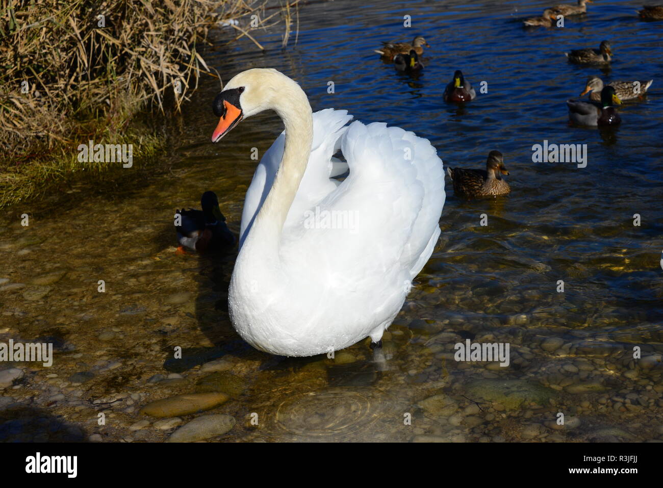 swan on the lake - spain Stock Photo - Alamy