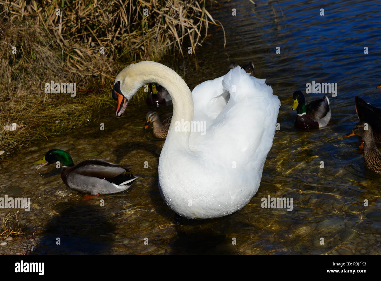 Tribus swans hi-res stock photography and images - Alamy