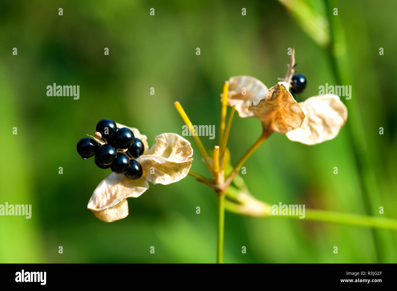 Brown calyxes hi-res stock photography and images - Alamy