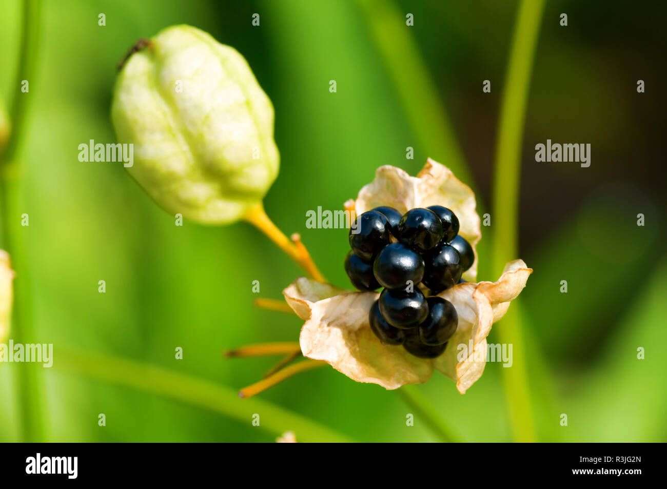 Brown calyxes hi-res stock photography and images - Alamy