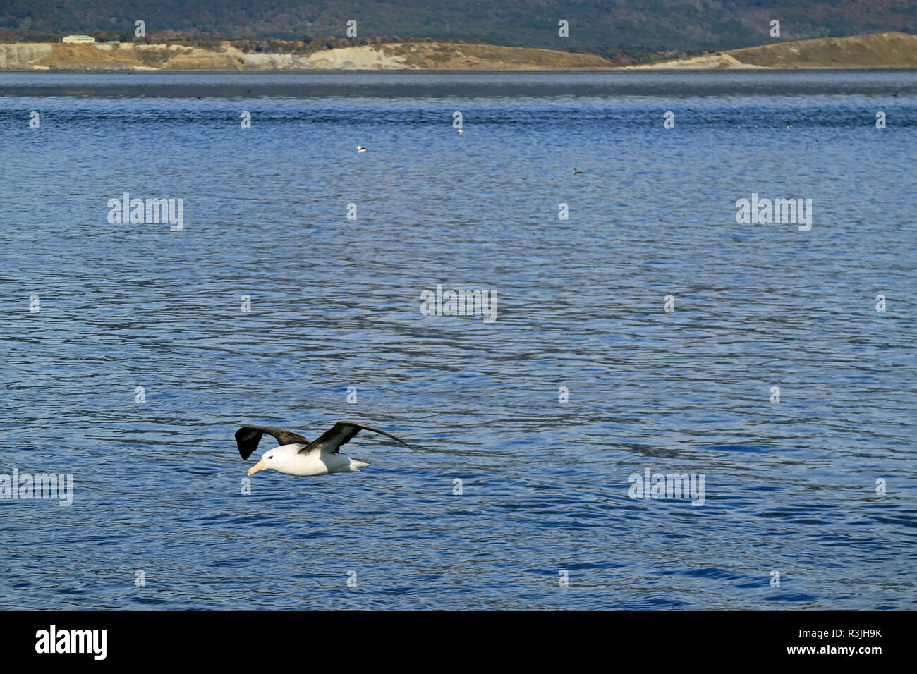 Seagull flying on the blue sea of Beagle channel, Ushuaia, Tierra del ...