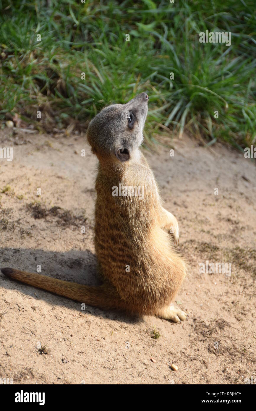 Meerkat cave hi-res stock photography and images - Alamy