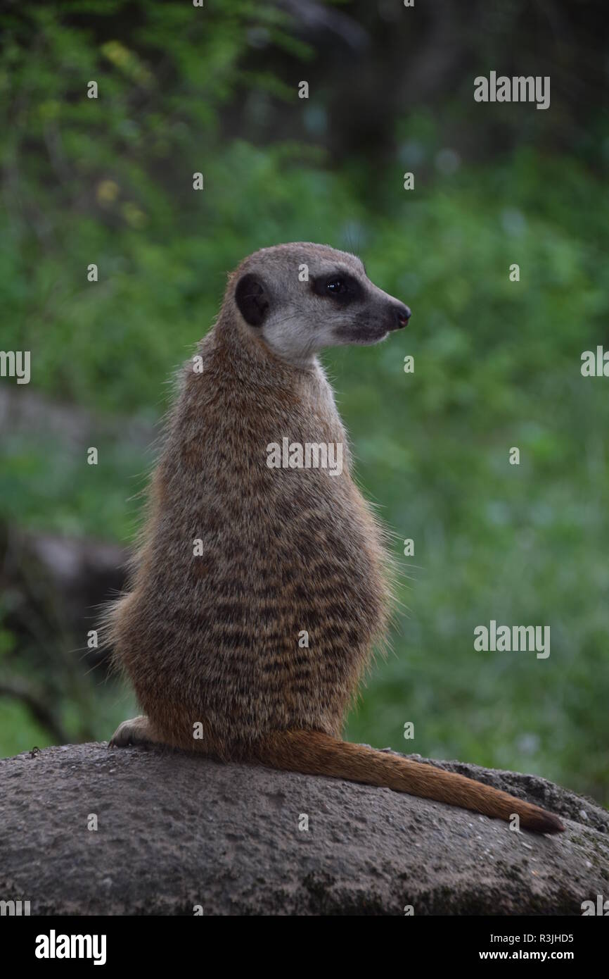 Meerkat cave hi-res stock photography and images - Alamy
