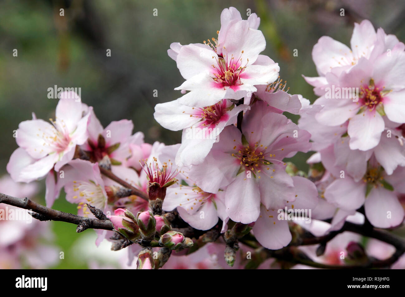 flowering almond tree (prunus dulcis Stock Photo - Alamy