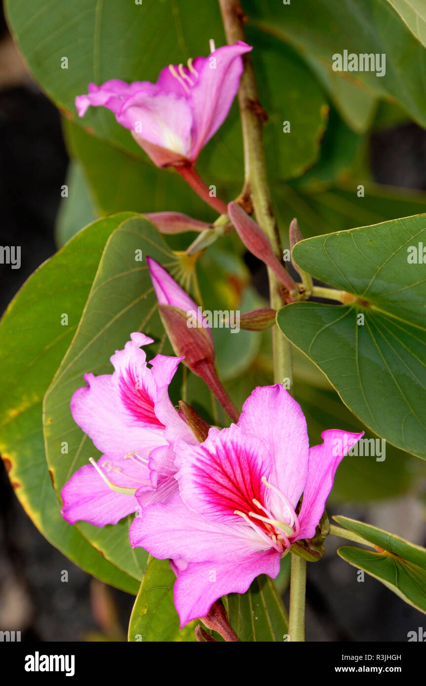 flowers of orchids tree (bauhinia variegata Stock Photo - Alamy