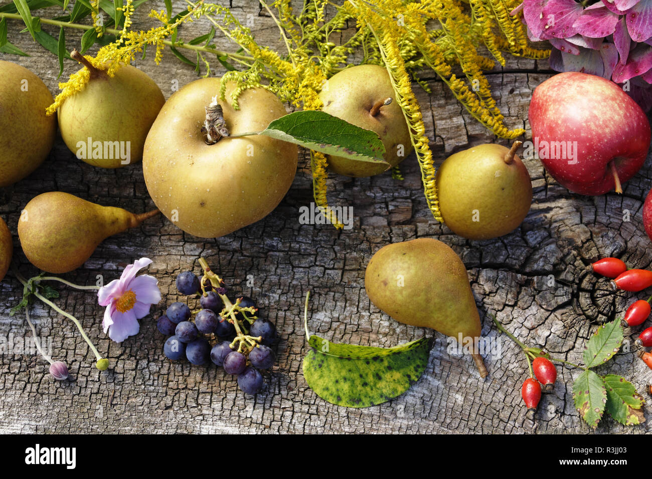 Crop homegrown apples pears hi-res stock photography and images - Alamy