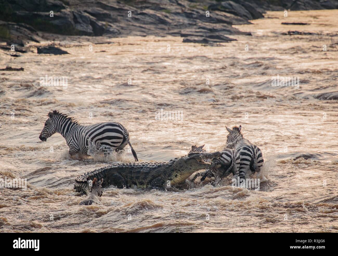 Great migration mara river hi-res stock photography and images - Alamy