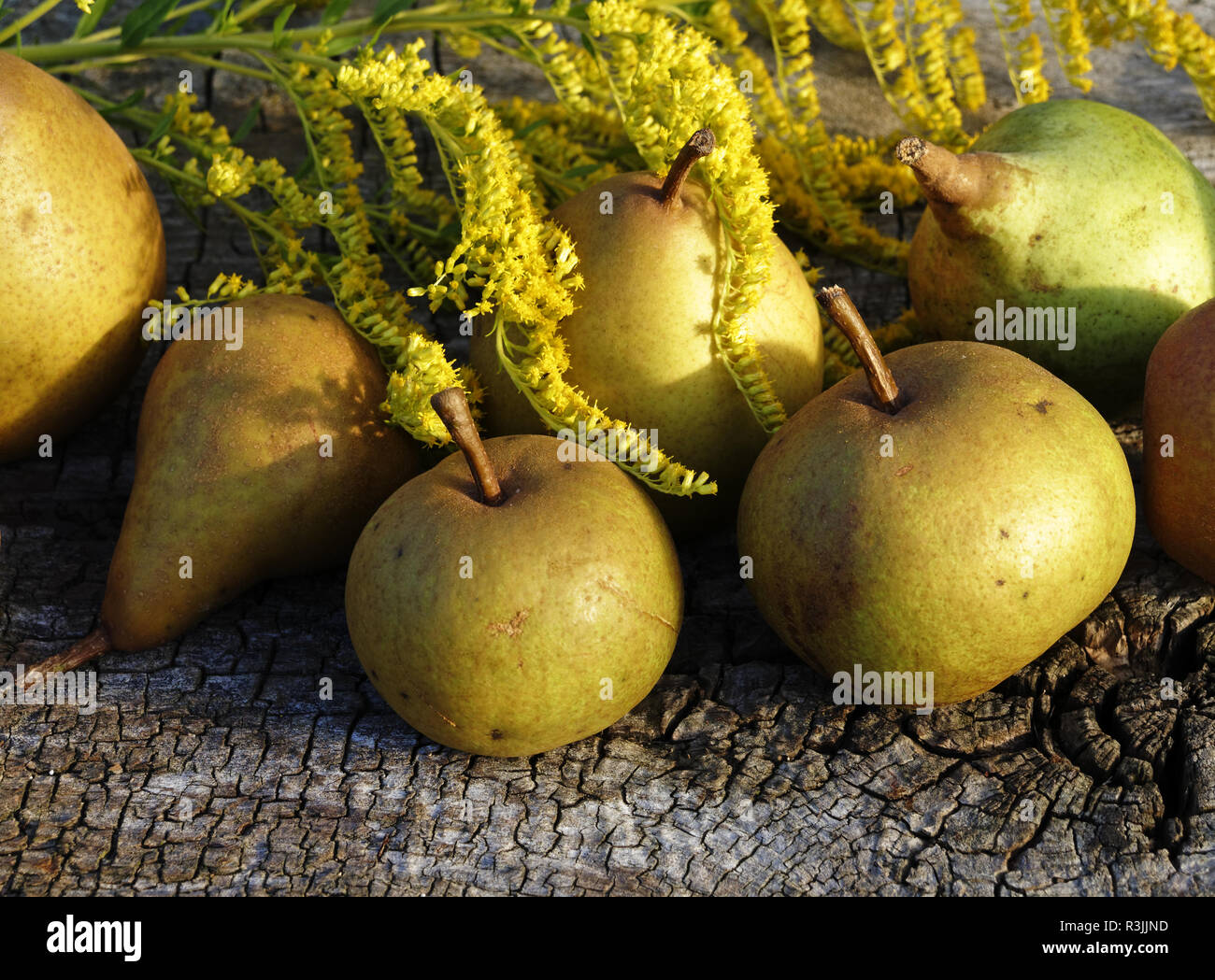 Harvest of pears (old french varieties), Suzanne 's garden, Le Pas ...