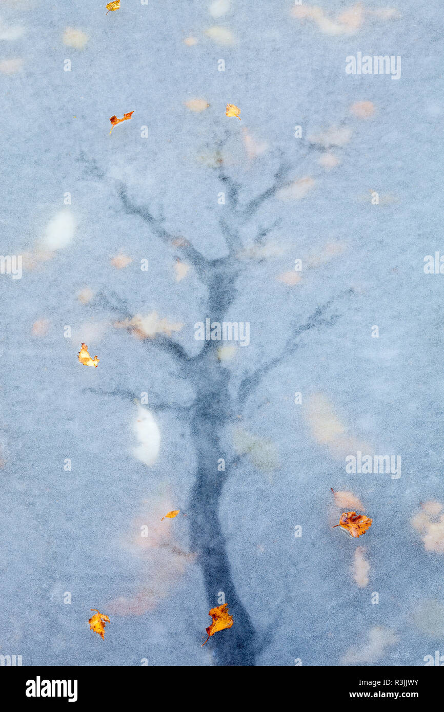 fallen autumn leaves on ice patterns in frozen pool / pond / lake with ...