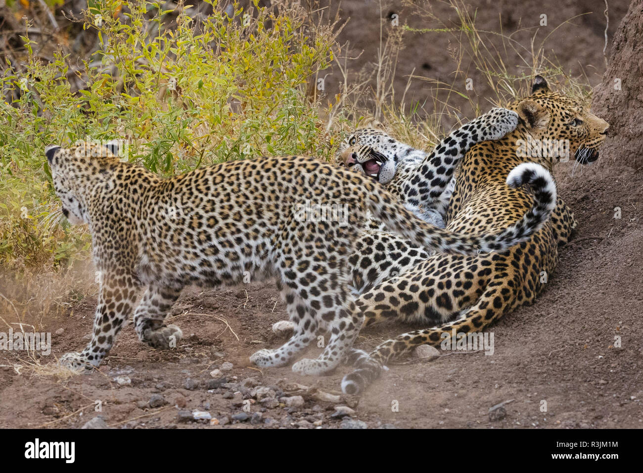 Leopards, Mashatu Reserve, Botswana Stock Photo - Alamy