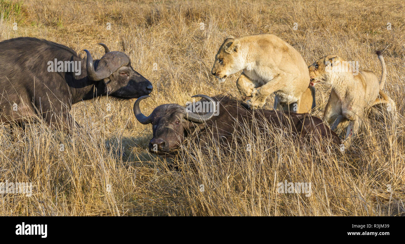 Lions hunting buffalo hi-res stock photography and images - Alamy