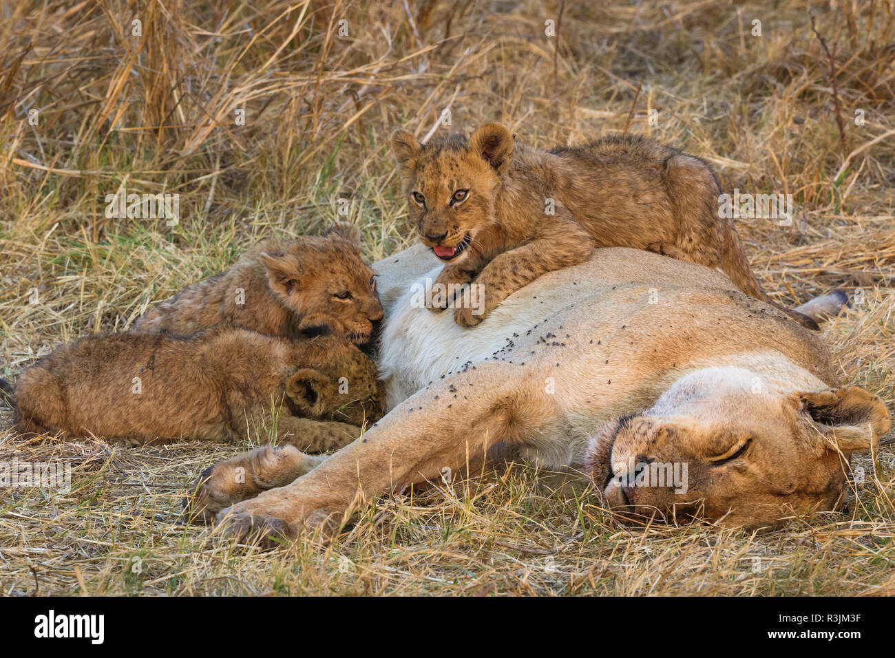 Lion cubs nursing hi-res stock photography and images - Alamy