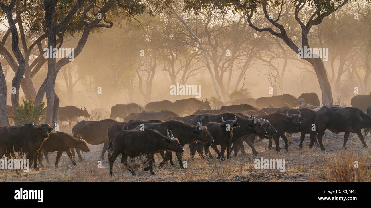 Buffalo migration hi-res stock photography and images - Alamy
