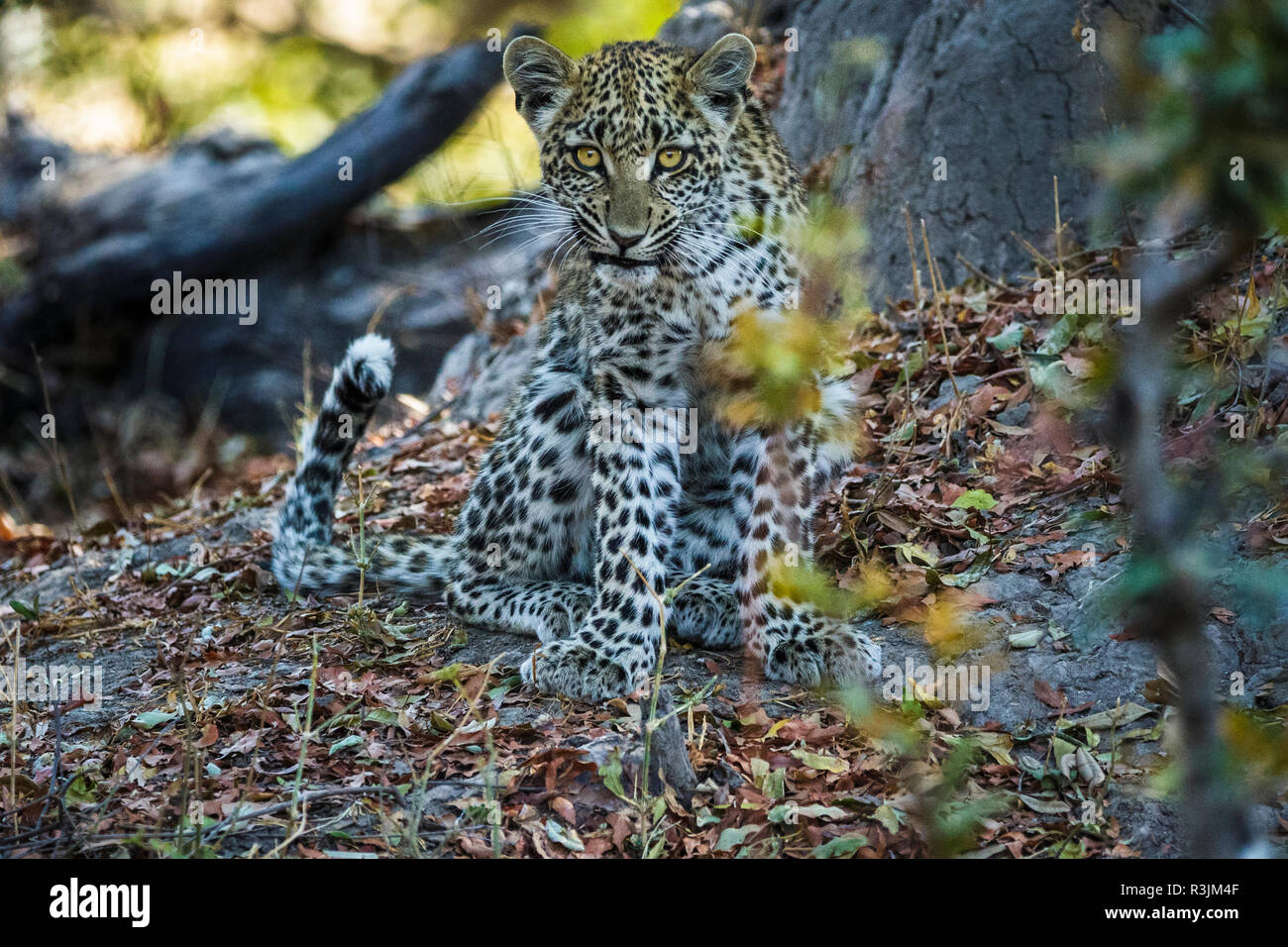 Juvenile Leopard High Resolution Stock Photography and Images - Alamy