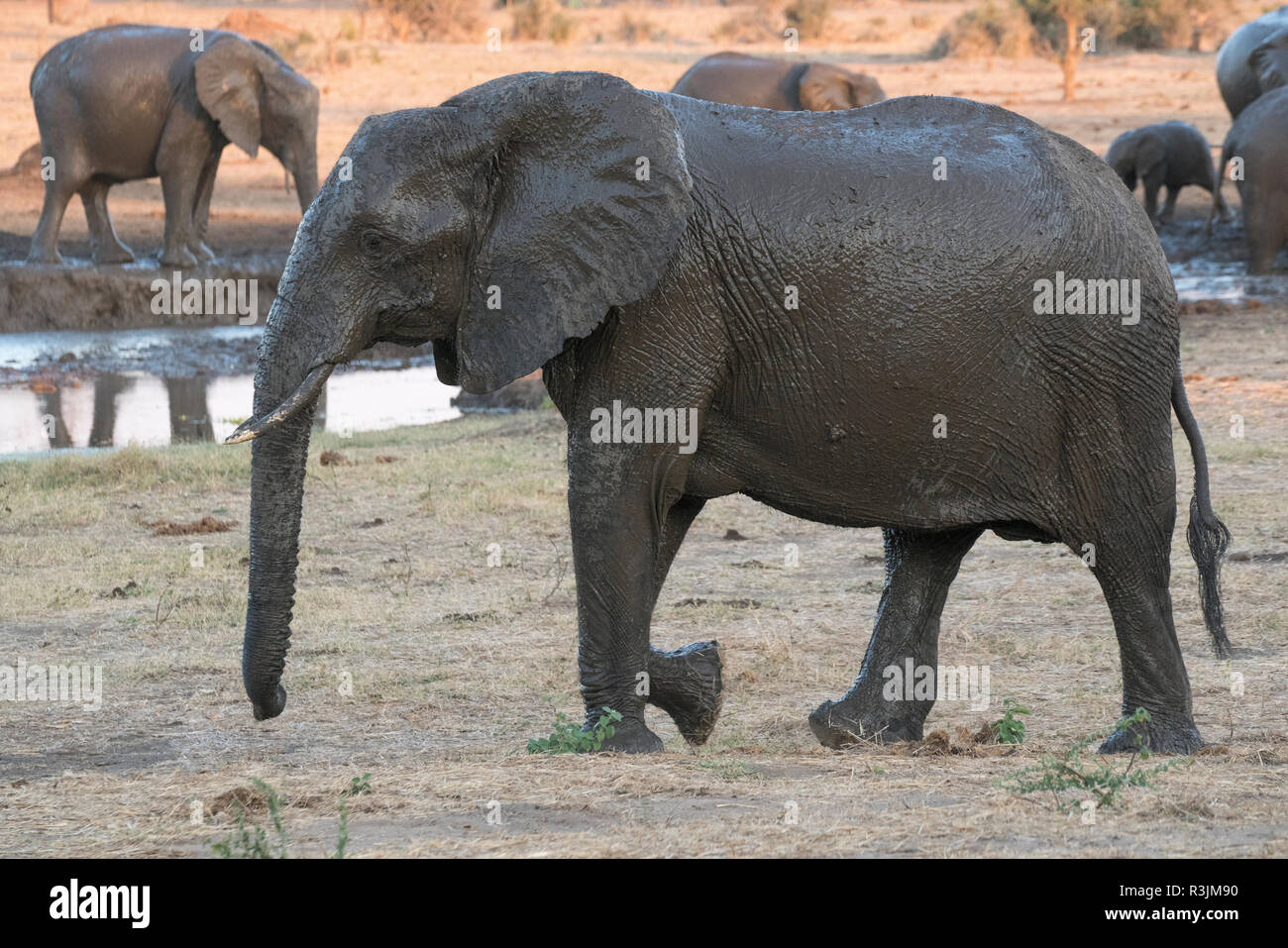 Wet, muddy elephant (Loxodonta Africana) walking past the waterhole ...