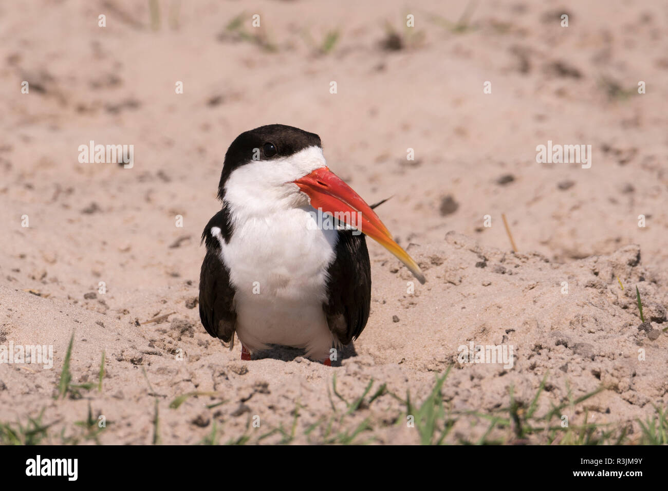 African skimmer in profile hi-res stock photography and images - Alamy