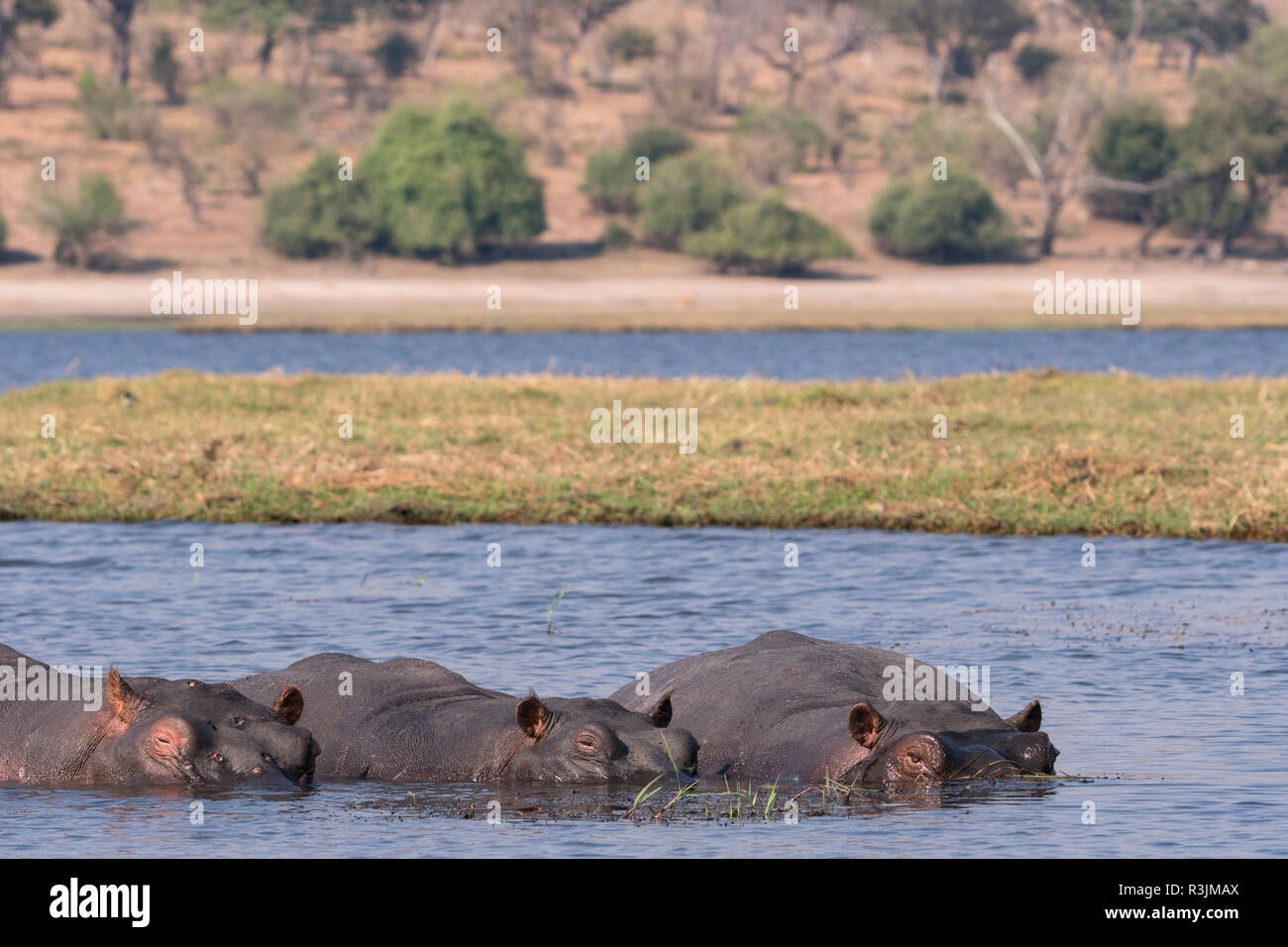 Three hippopotamus by hi-res stock photography and images - Alamy