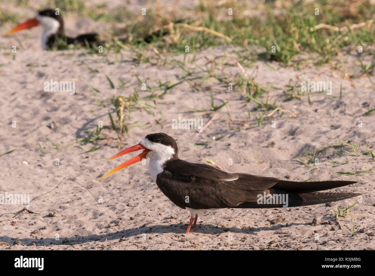 African skimmer in profile hi-res stock photography and images - Alamy
