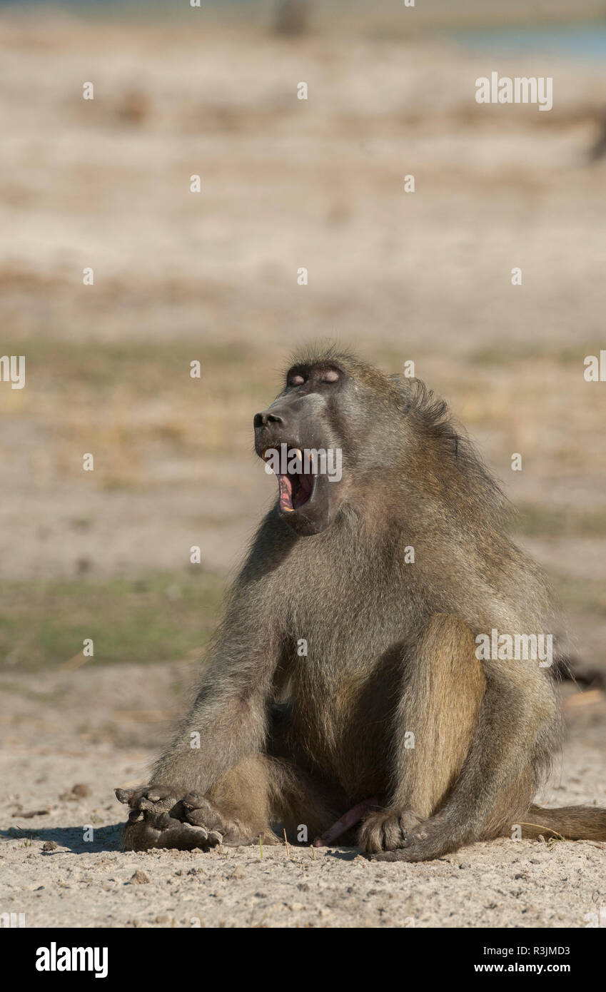 Chacma baboon yawning hi-res stock photography and images - Alamy