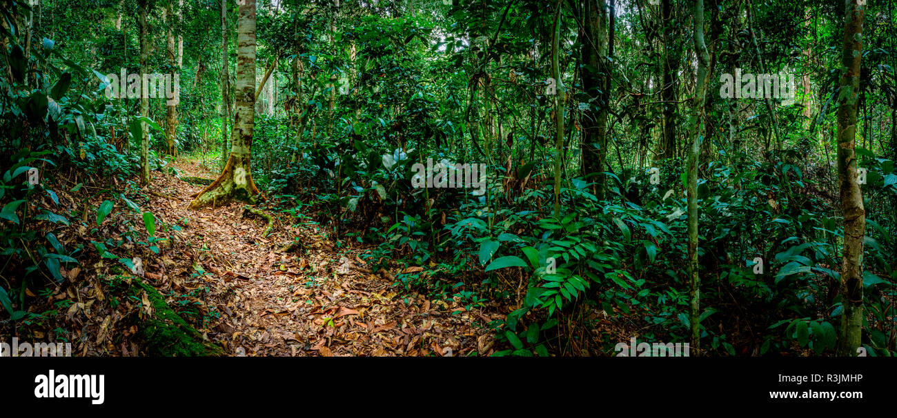 Congo basin rainforest hi-res stock photography and images - Alamy