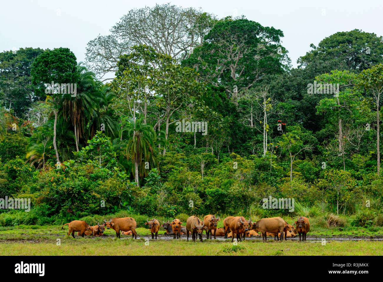 Congo Basin Forest High Resolution Stock Photography and Images - Alamy