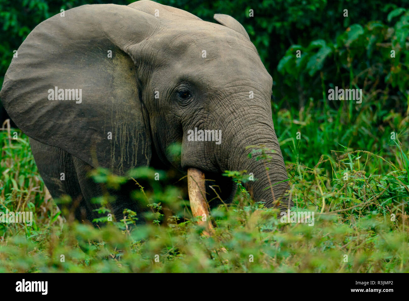 African forest elephant (Loxodonta cyclotis). Odzala-Kokoua National ...